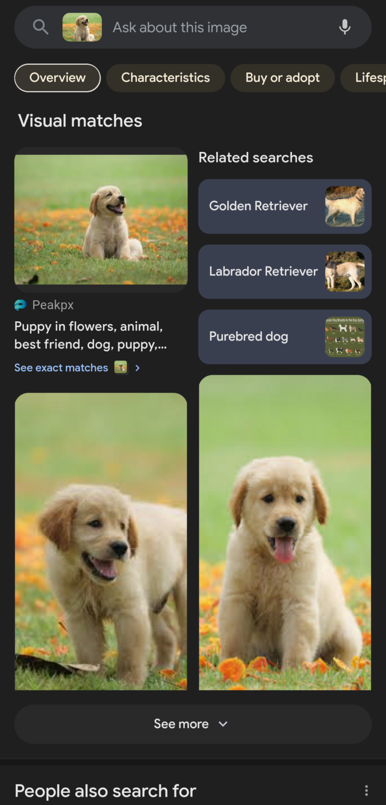 What Is Google Lens? How It Works & Why It Matters for Businesses